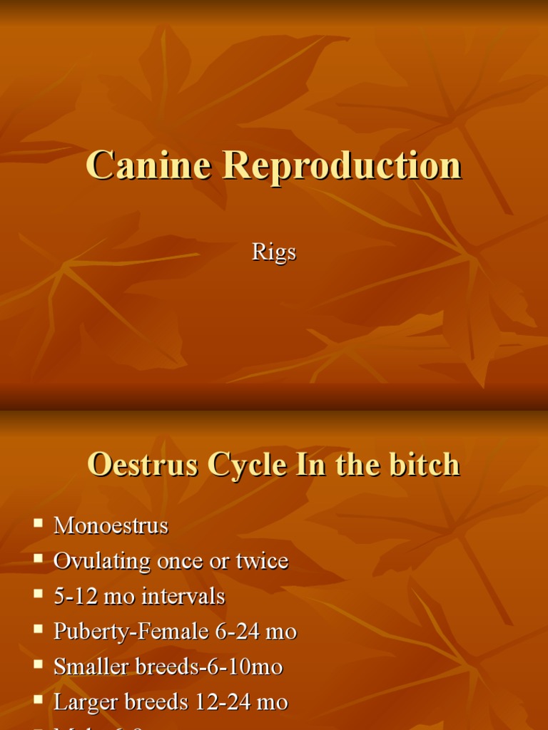 Canine Reproduction | PDF | Sexuality | Reproductive System