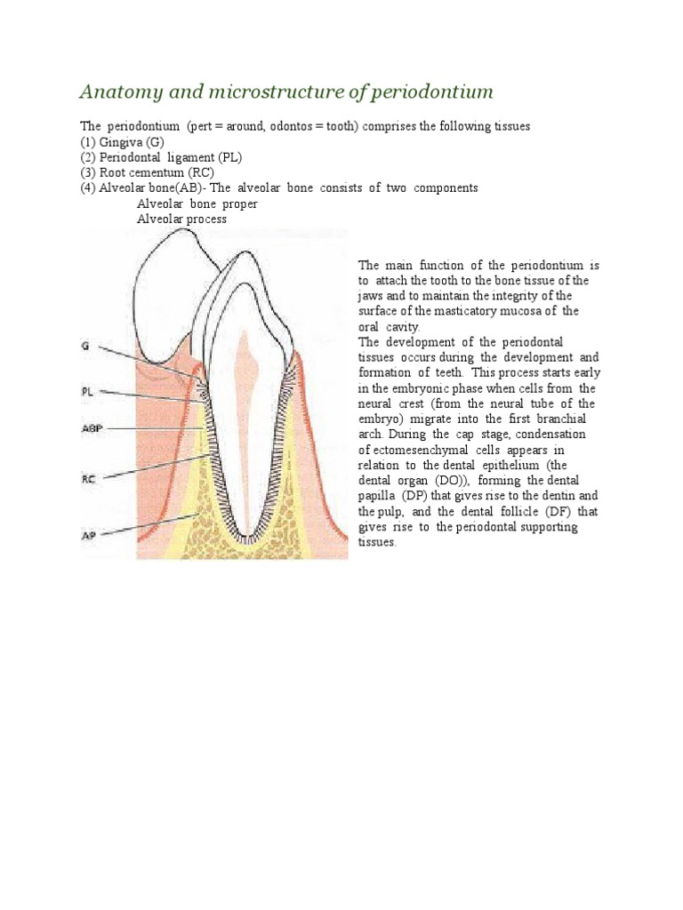 Anatomy of the Periodontium Explained | PDF | Human Tooth | Periodontology