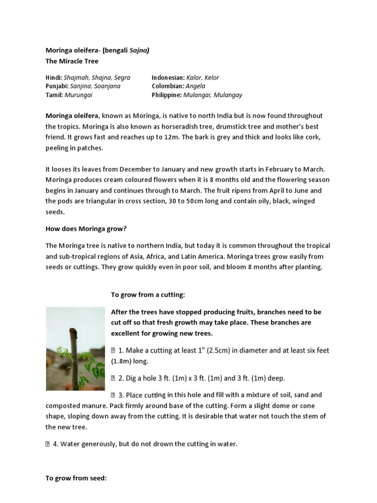 Sajna Tree | PDF | Pea | Trees