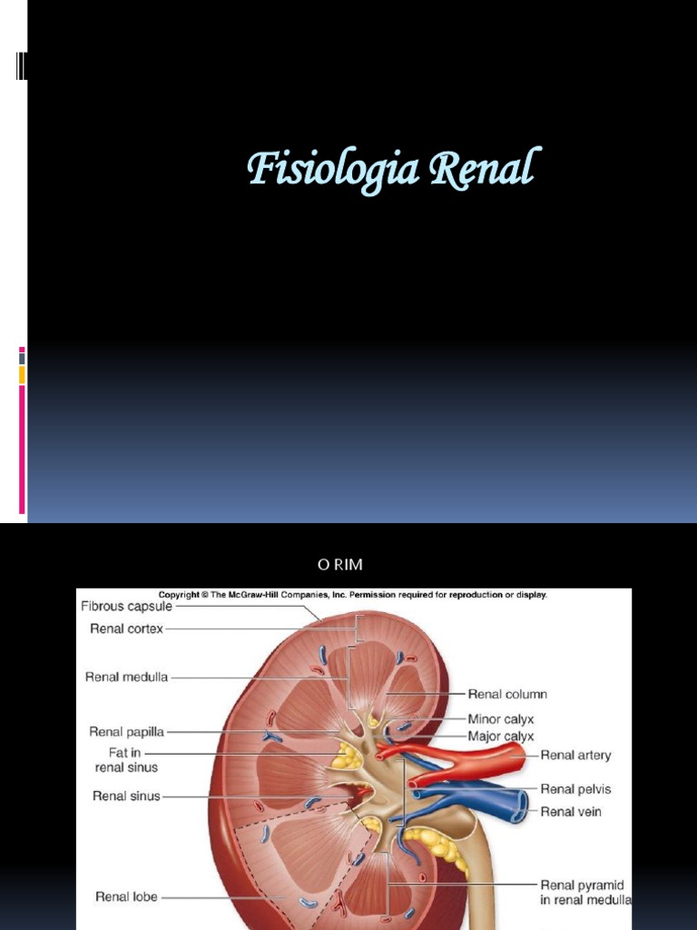 Fisiologia Renal e Diuréticos | Rim | Função Renal