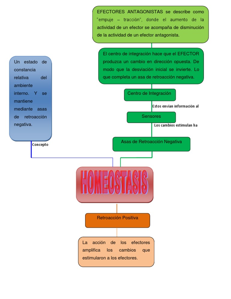 Mapa Conceptual Del Tema Homeostasis | PDF