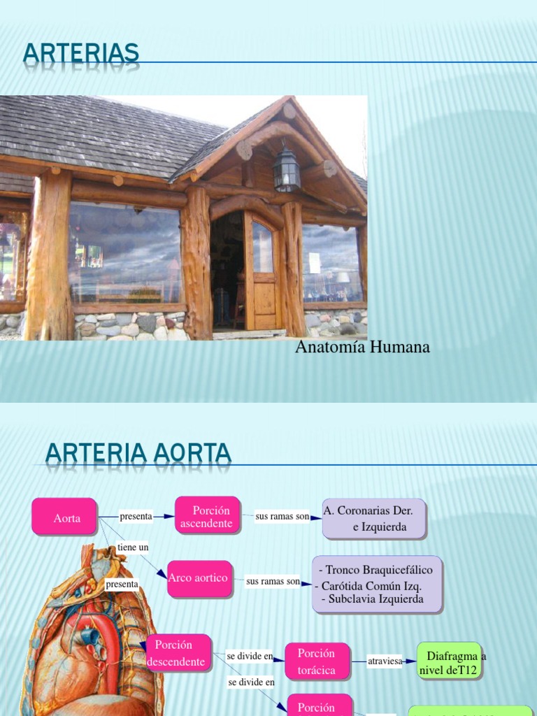 Aorta y Sus Ramas | PDF | Aorta | Arteria carótida común