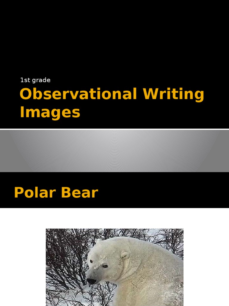 1st Grade Observational Writing Animals | PDF