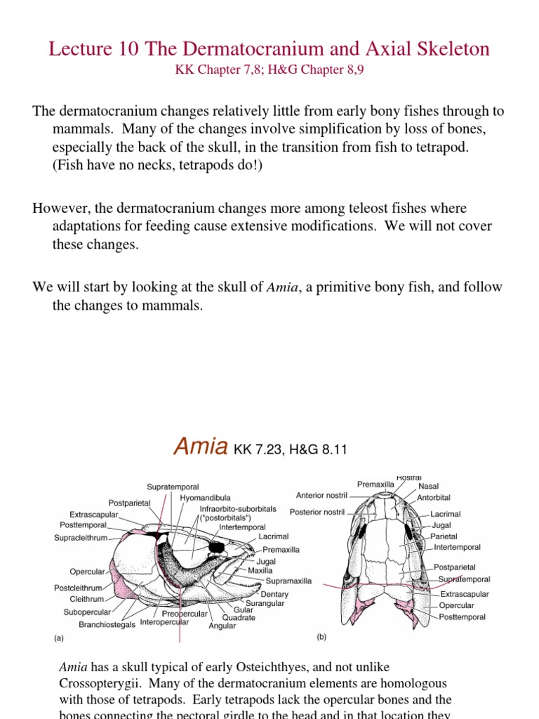 The Dermatocranium and Axial Skeleton: KK Chapter 7,8 H&G Chapter 8,9 ...
