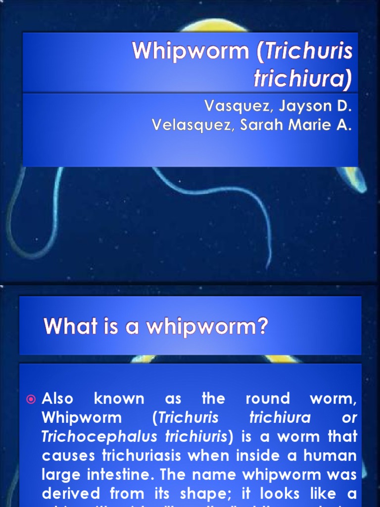 Whipworm (Trichuris Trichiura) | PDF | Parasites | Gastroenterology