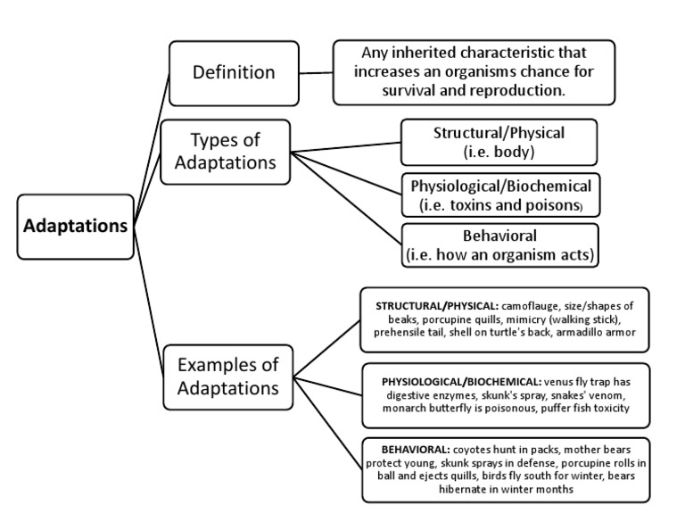 Adaptations Concept Map Answer Key | PDF