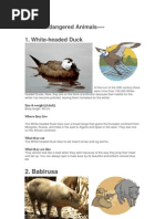 7 Albino Animals That Don't Need Color To Look Beautiful | PDF | Nature