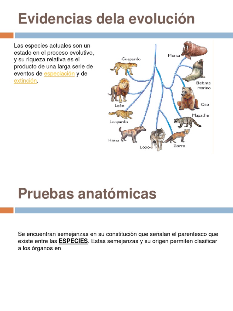 Evidencias de La Evolucion | PDF | Homología (biología) | Evolución