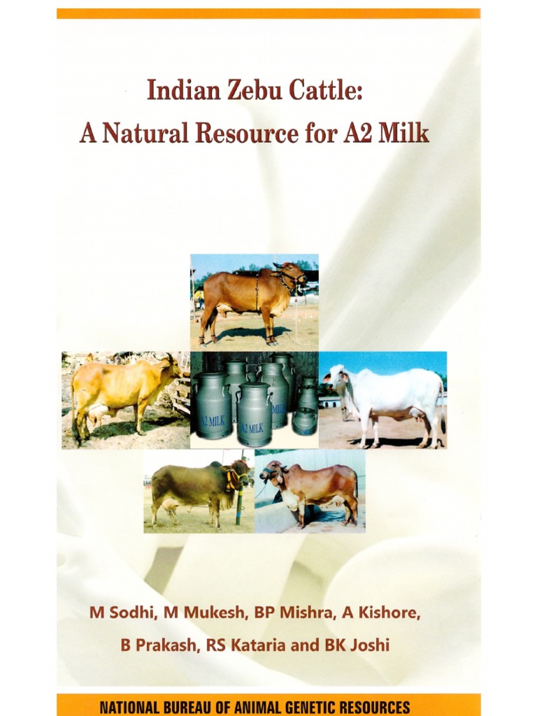 Indian Zebu Cattle: A Natural Resource For A2 Milk | PDF