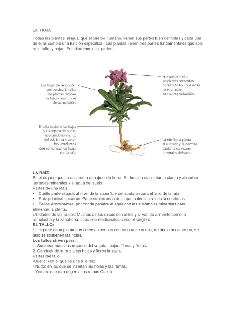 Partes y funciones de la hoja | PDF | Raíz | Hoja