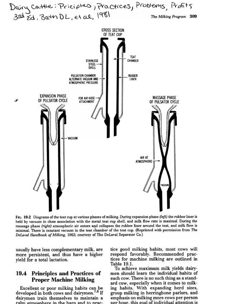 Milking Procedures | Dairy | Food And Drink