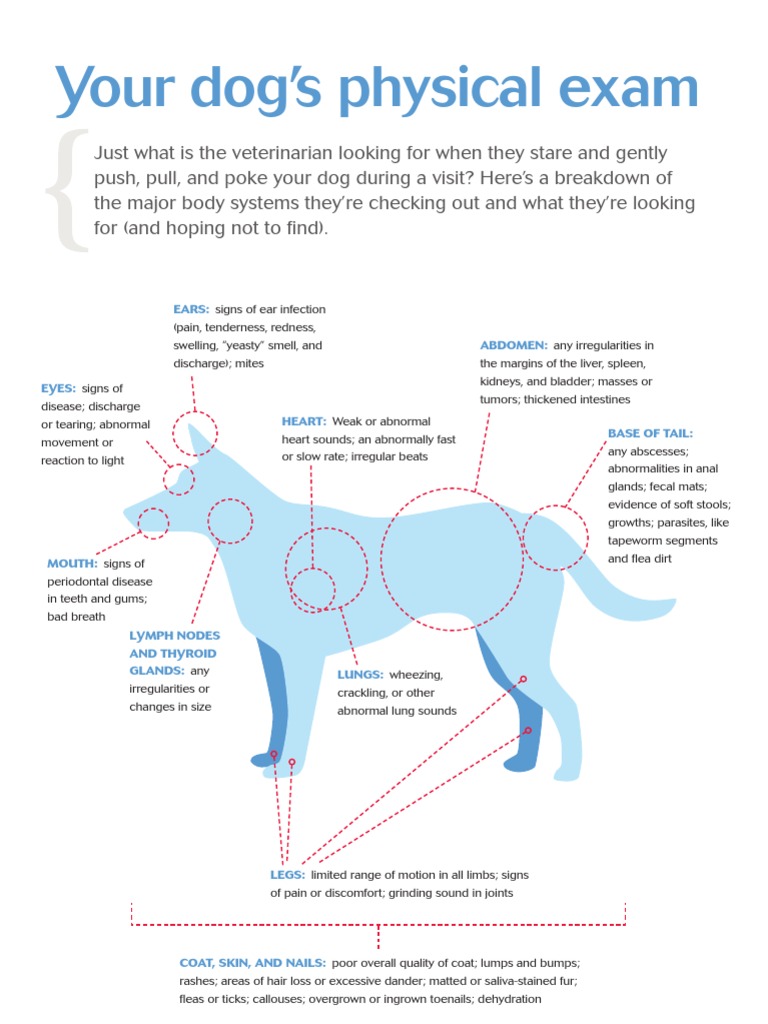 Your Dog'S Physical Exam: Ears: Abdomen | Download Free PDF | Halitosis ...