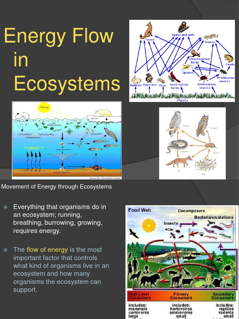 Energy Flow in Ecosystems | PDF | Food Web | Herbivore