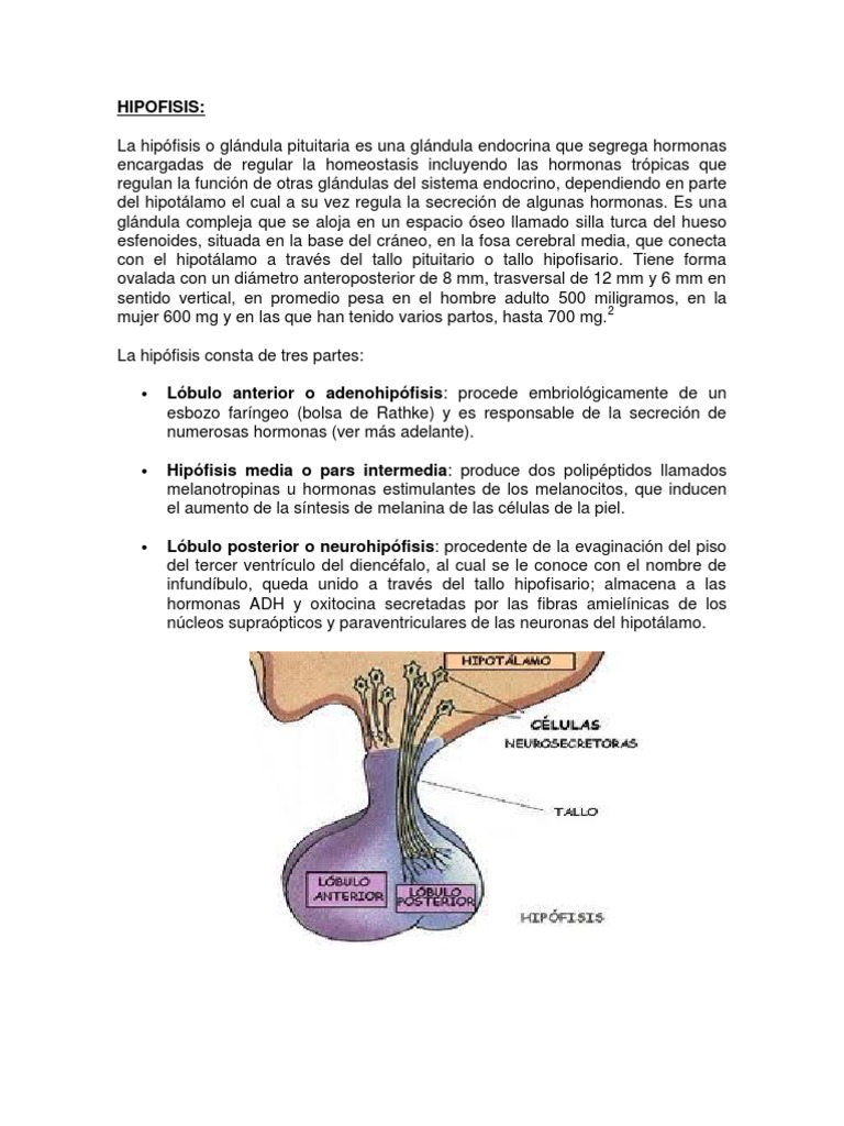 HIPOFISIS | PDF | Glándula pituitaria | Anatomía humana