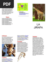 Anatomía y Fisiologia de La Jirafa | PDF