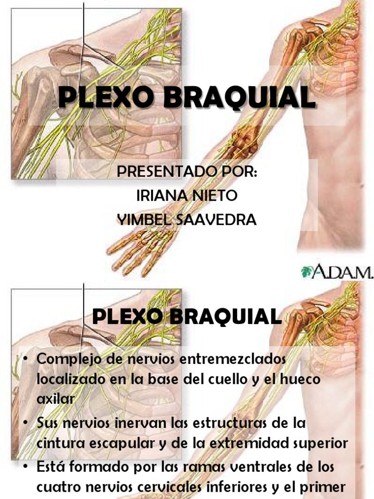 Plexo Braquial | PDF | Anatomía humana | Sistema musculoesquelético