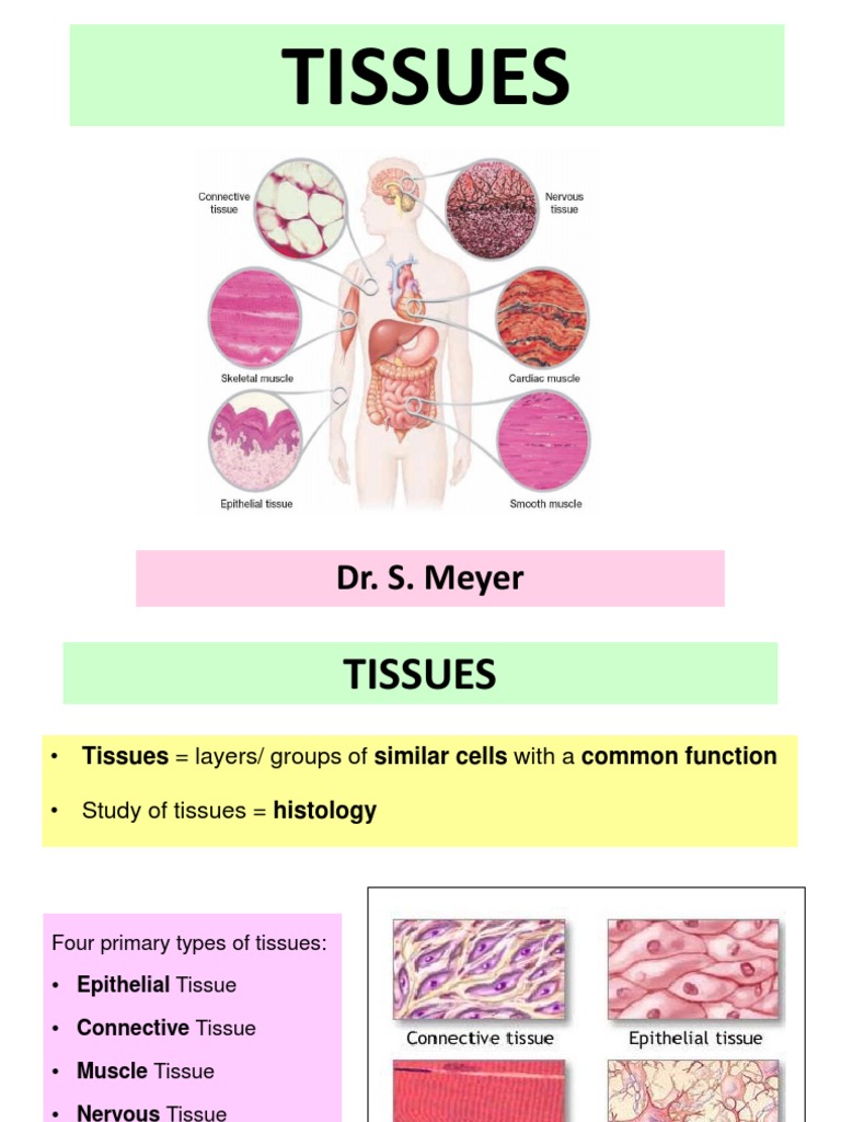 Tissues Lect Apd | PDF | Epithelium | Tissue (Biology)