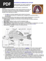 Partes de Un Pez | PDF | Branquia | Pescado