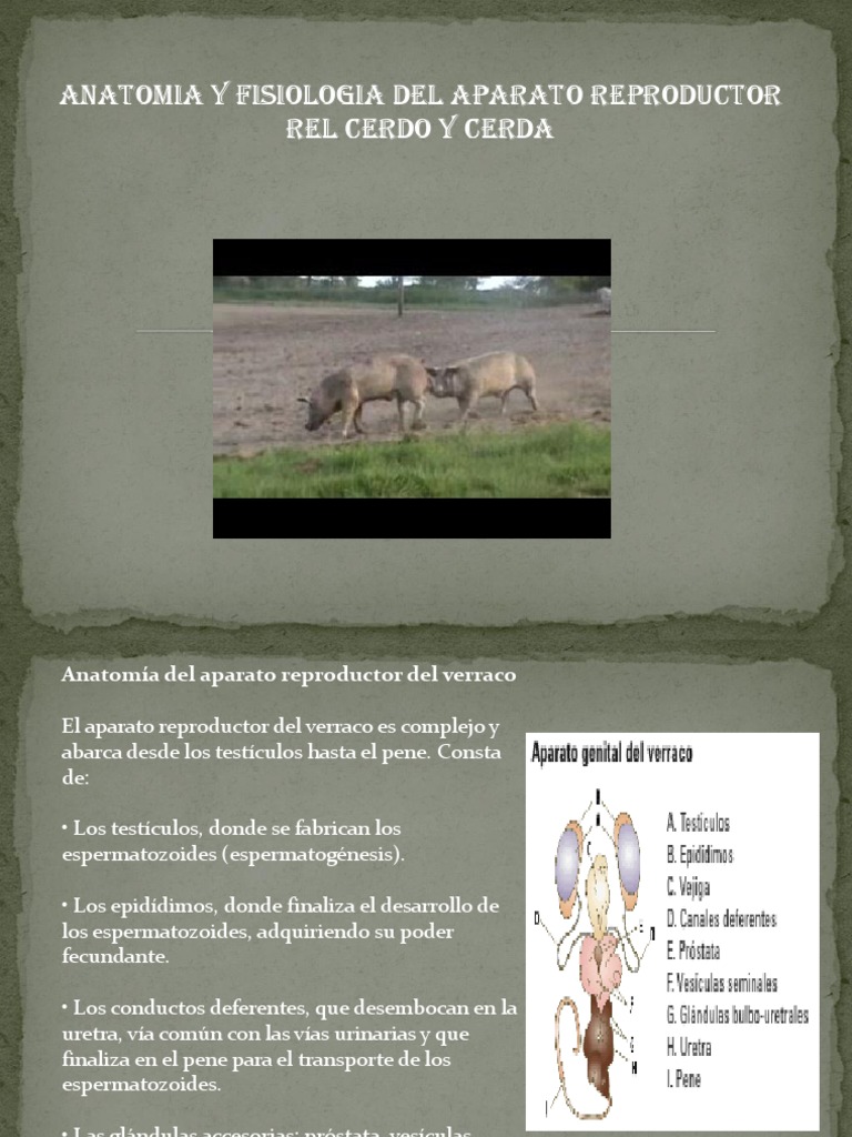 Anatomia y Fisiologia Del Aparato Cerdo | PDF | Testículo | Semen
