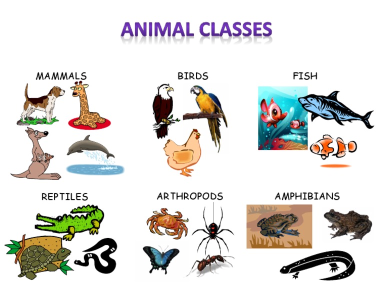 Animal Classes | PDF