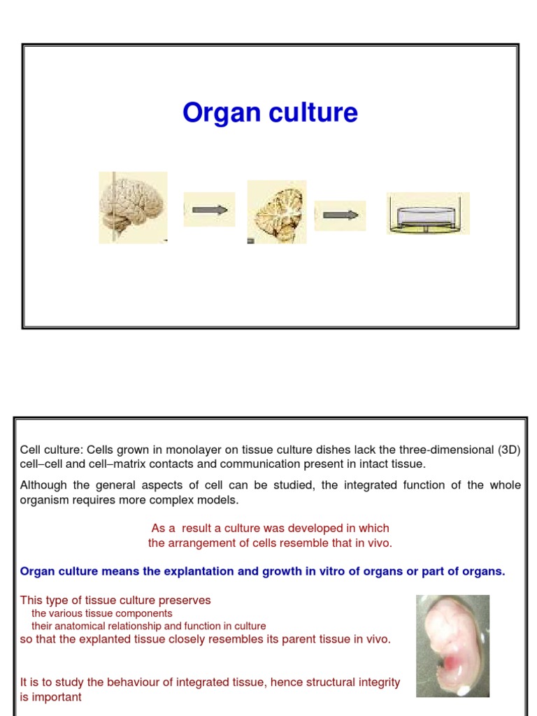 Organ Culture SMP | PDF | Cell Culture | In Vitro