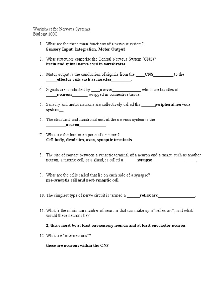 Nervous System Worksheet Answers | PDF | Action Potential | Membrane ...