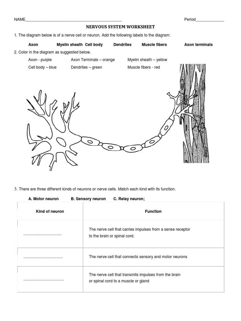 Nervous System Worksheet: Labeling the Parts and Functions of Neurons ...