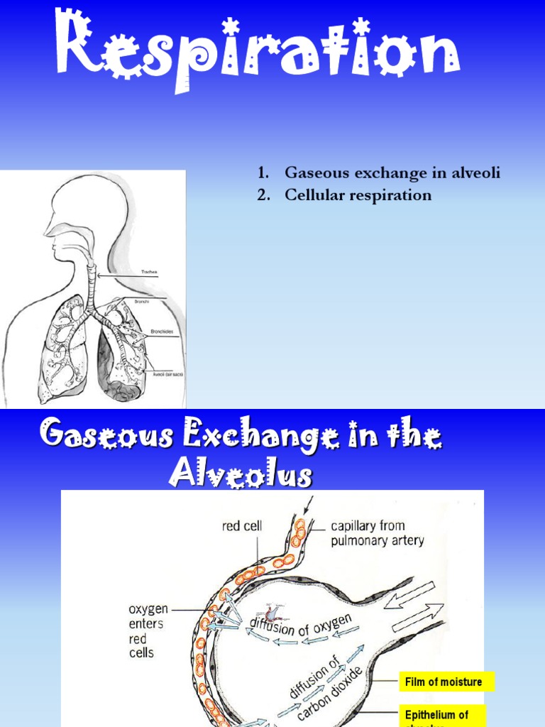 Gaseous Exchange in Alveoli 2. Cellular Respiration | PDF | Cellular ...