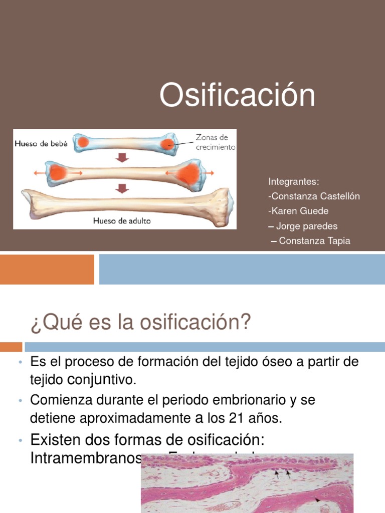 Osificación | Hueso | Cráneo