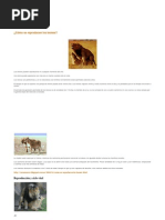 Infografia Del Zorro | PDF