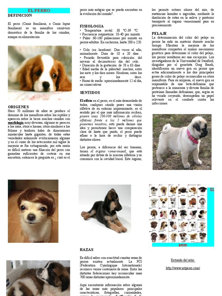El Perro Pdf Perros Organismos