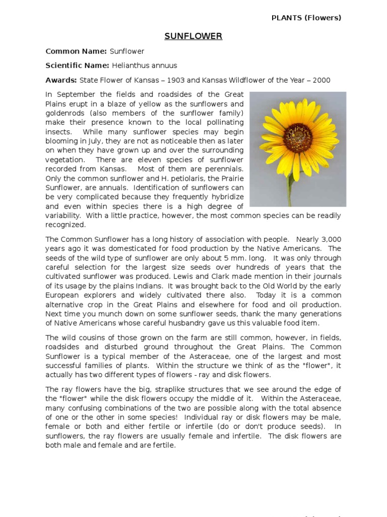 Sunflower | PDF | Plants | Branches Of Botany