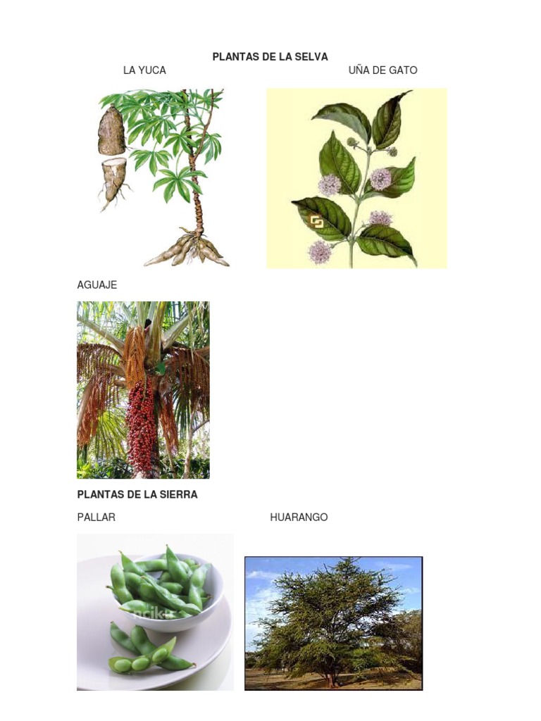 Plantas de La Selva