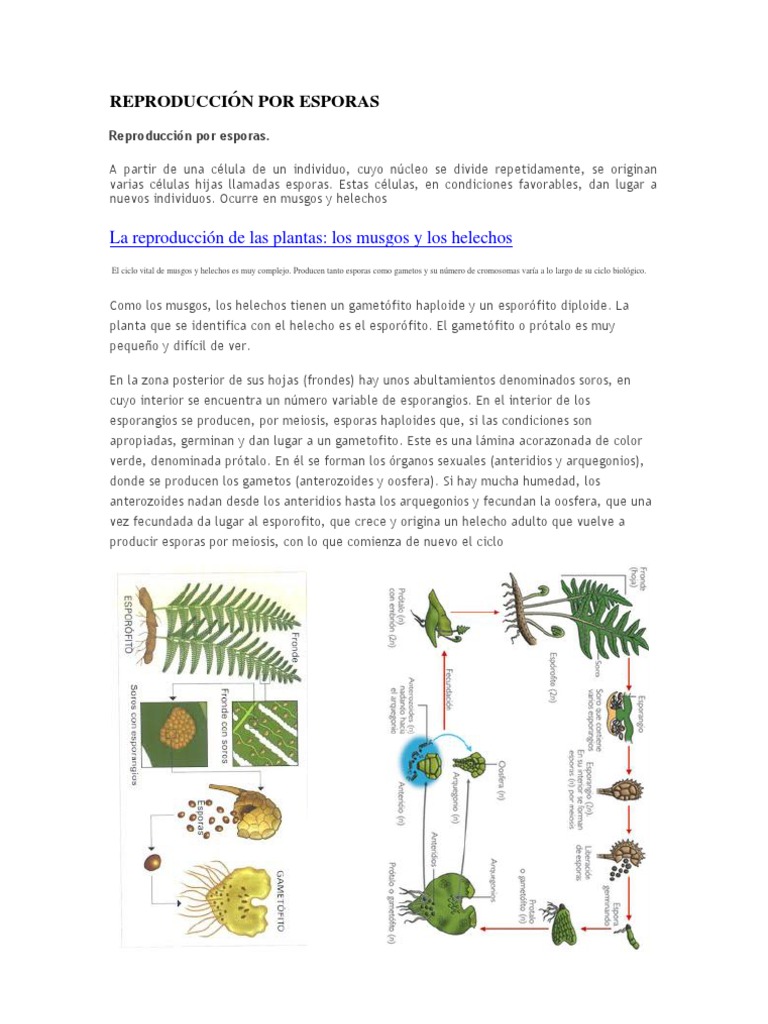 Reproducción Por Esporas | PDF | Espora | Flores