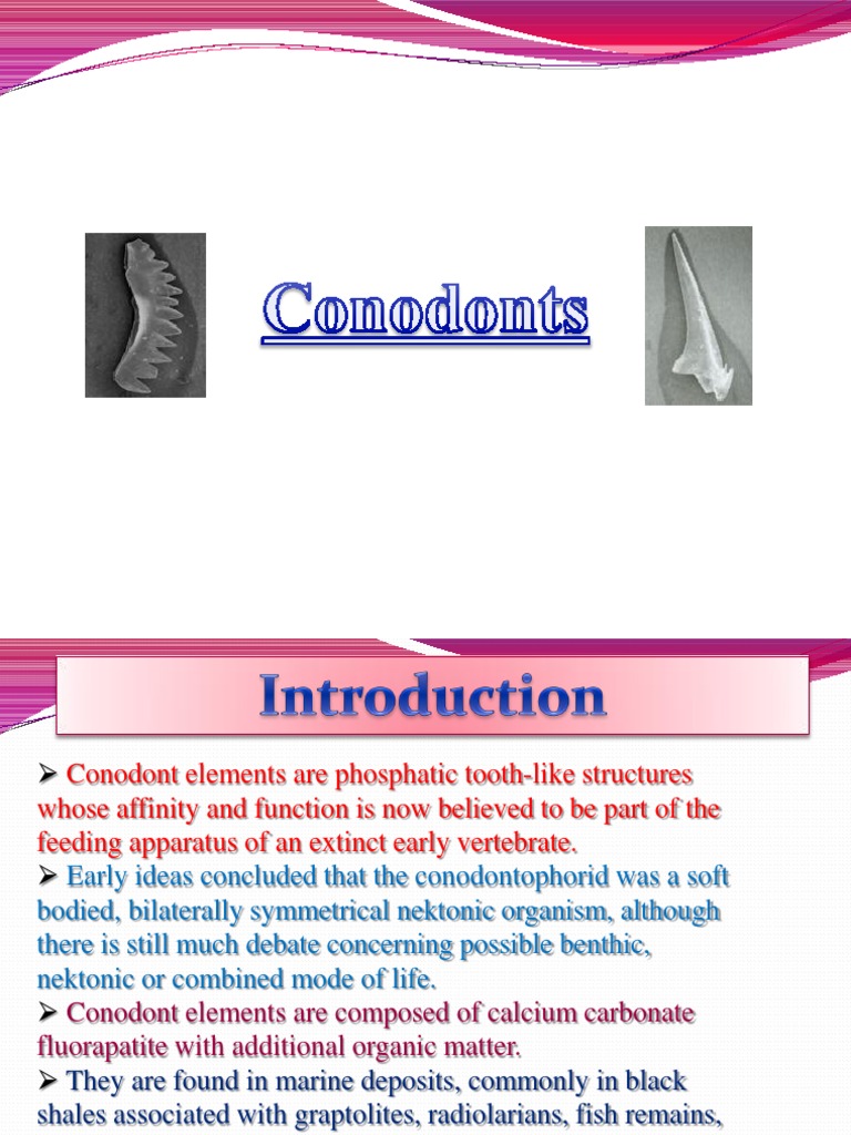 Conodonts | PDF | Geology | Earth Sciences