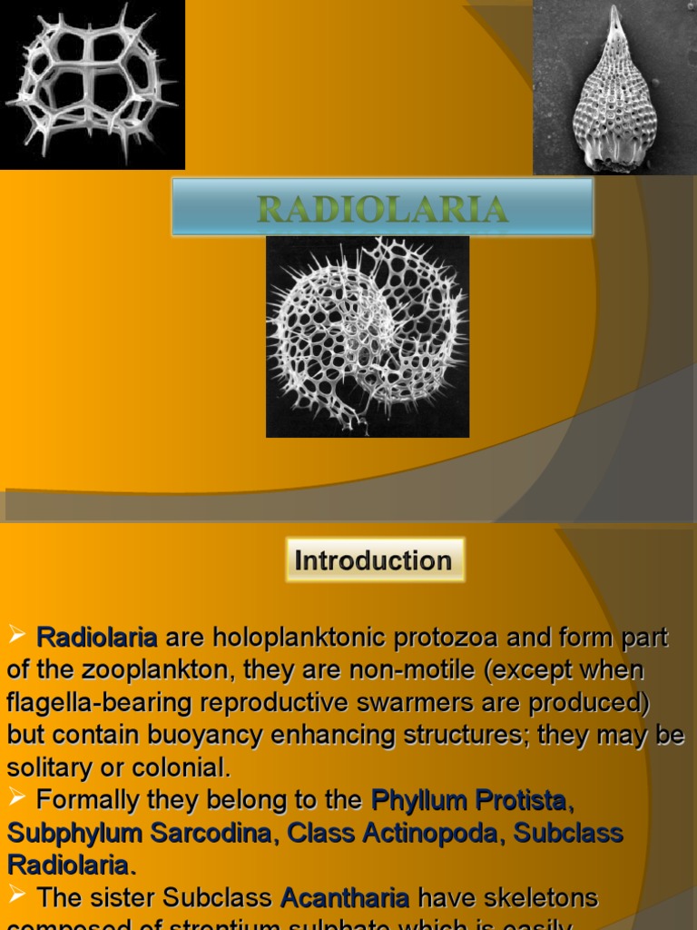 Radiolaria | PDF | Earth Sciences | Biology