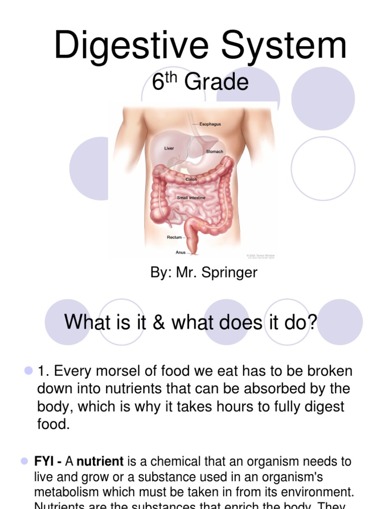 Digestive System for 6th Graders | PDF | Human Digestive System | Digestion
