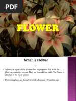 Practical 12 Morpholgy, Microscopy and Powder Study of Clove | PDF ...