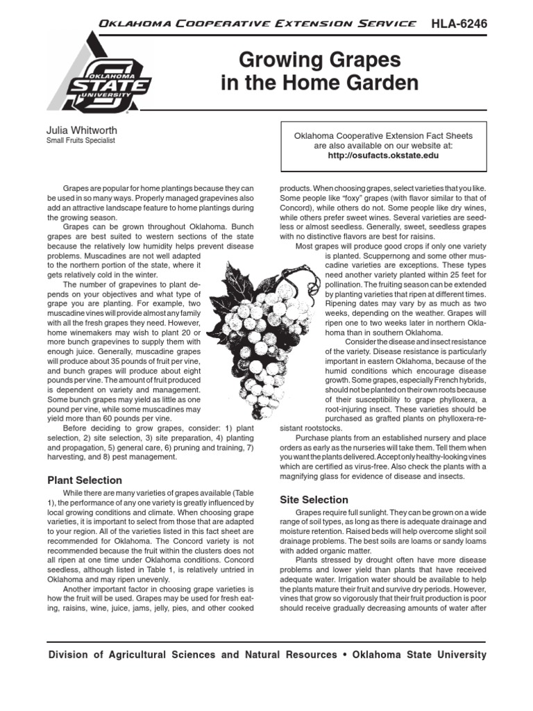 Grapes | PDF | Grape | Horticulture And Gardening