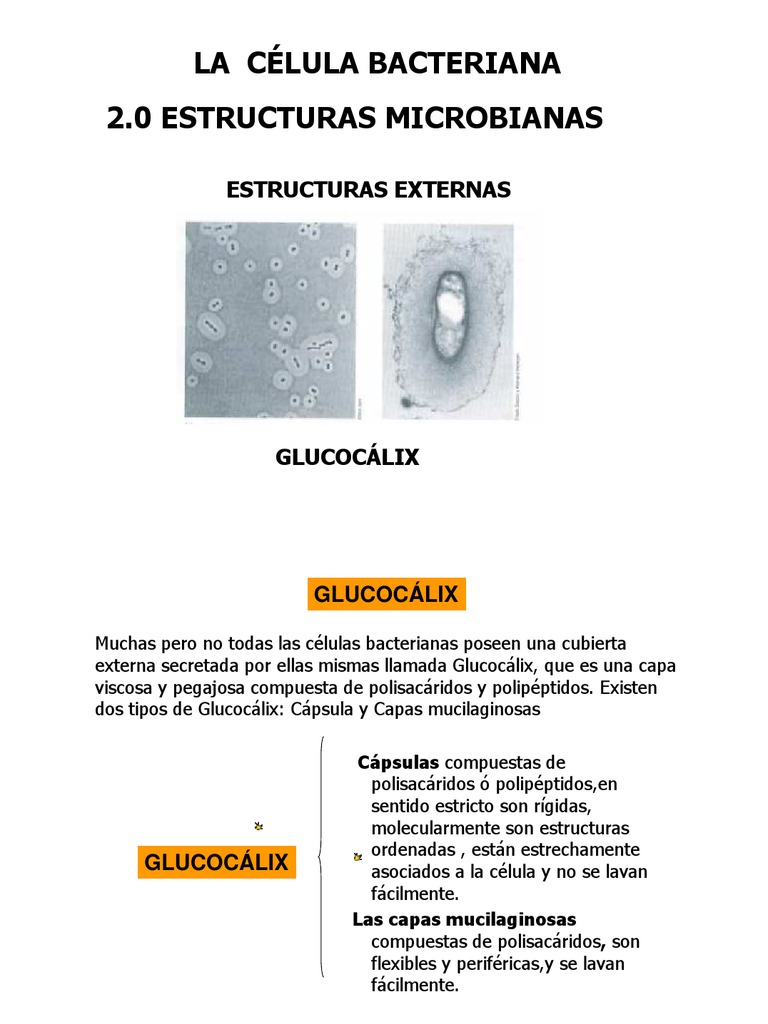 Funciones y Estructura del Glucocálix Bacteriano | PDF | Las bacterias ...