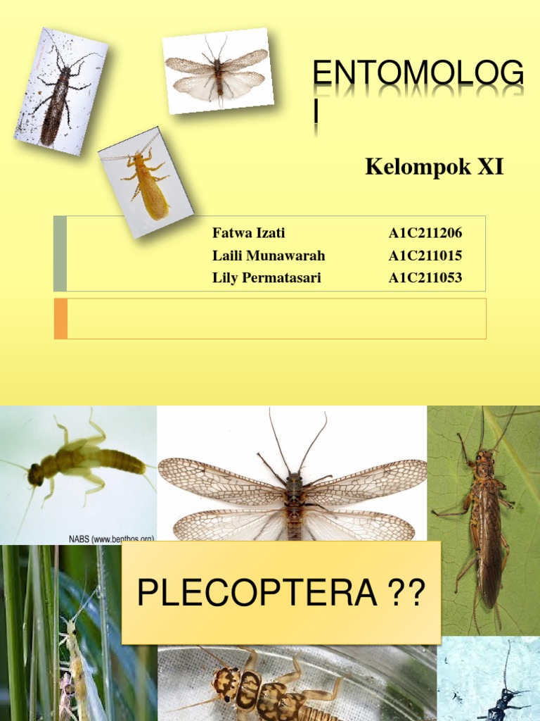 Plecoptera | PDF