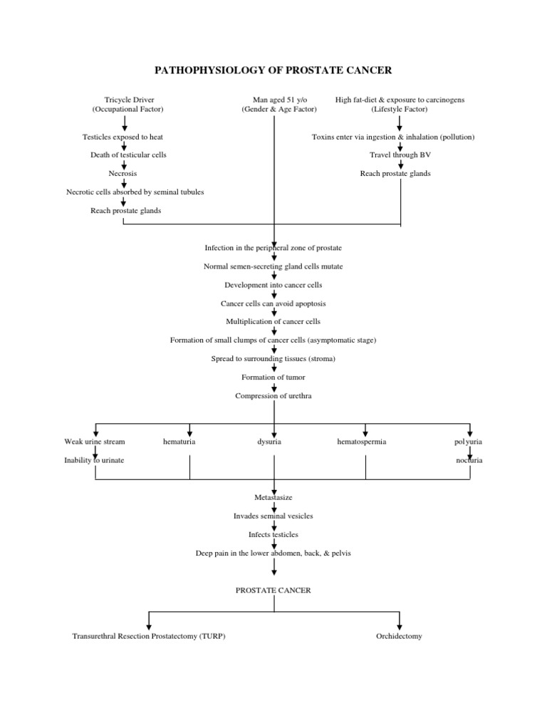 Pathophysiology of Prostate Cancer | Prostate | Prostate Cancer