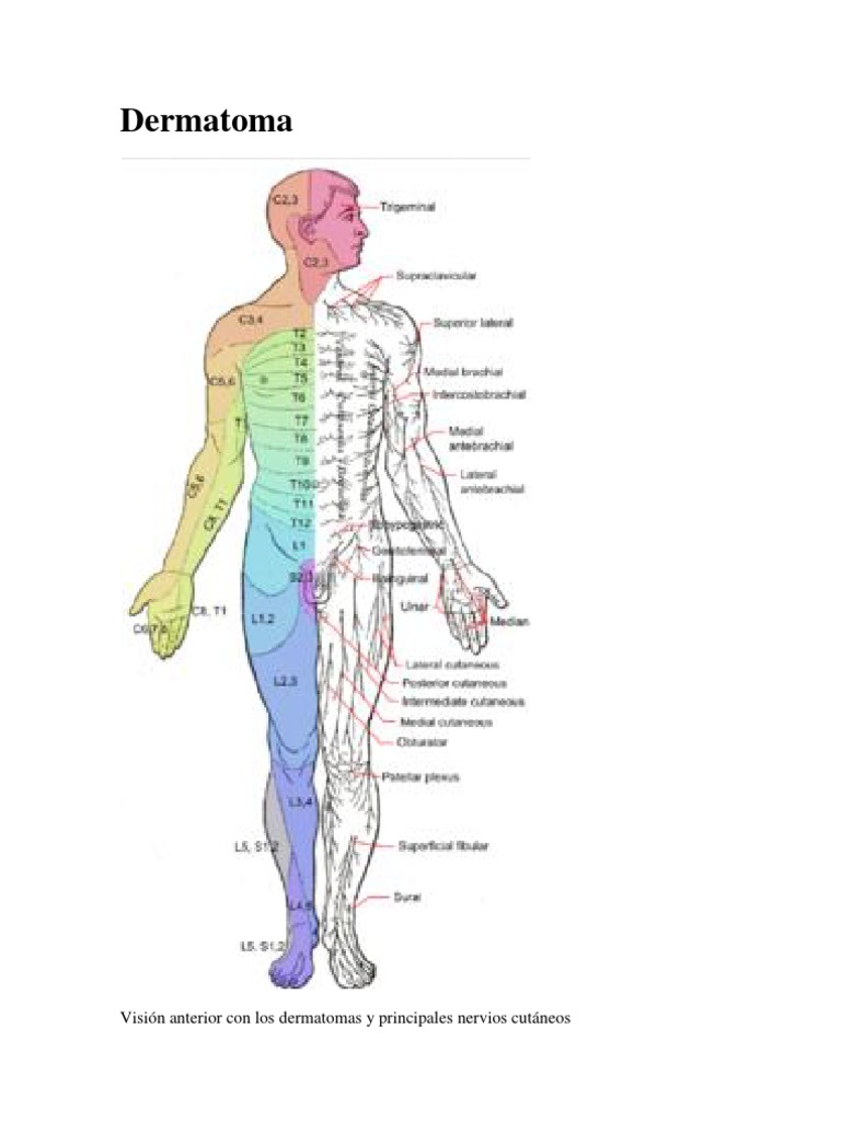 Anatomía de los Dermatomas Humanos | PDF