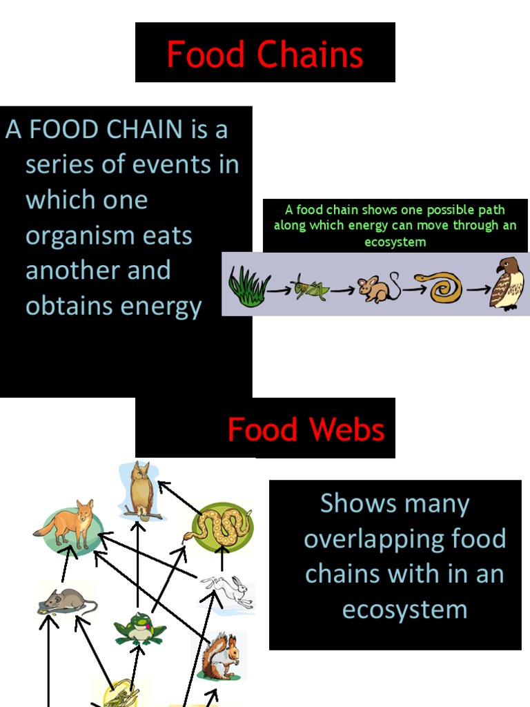 Overlapping Food Chains Explained | PDF
