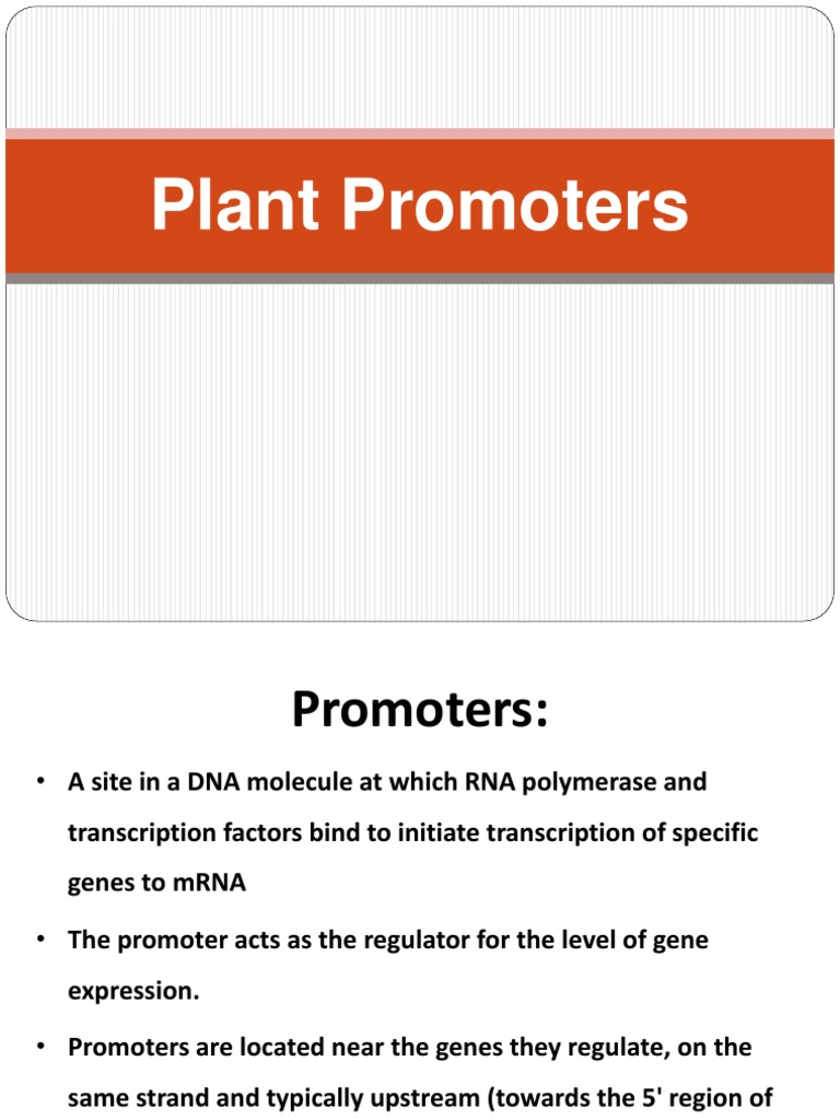 Understanding Plant Promoters in Genetics | PDF | Promoter (Genetics ...