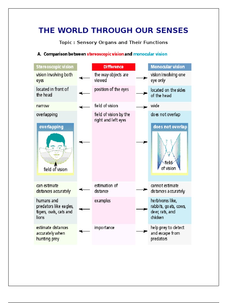 The World Through Our Senses | PDF | Optics | Visual Perception