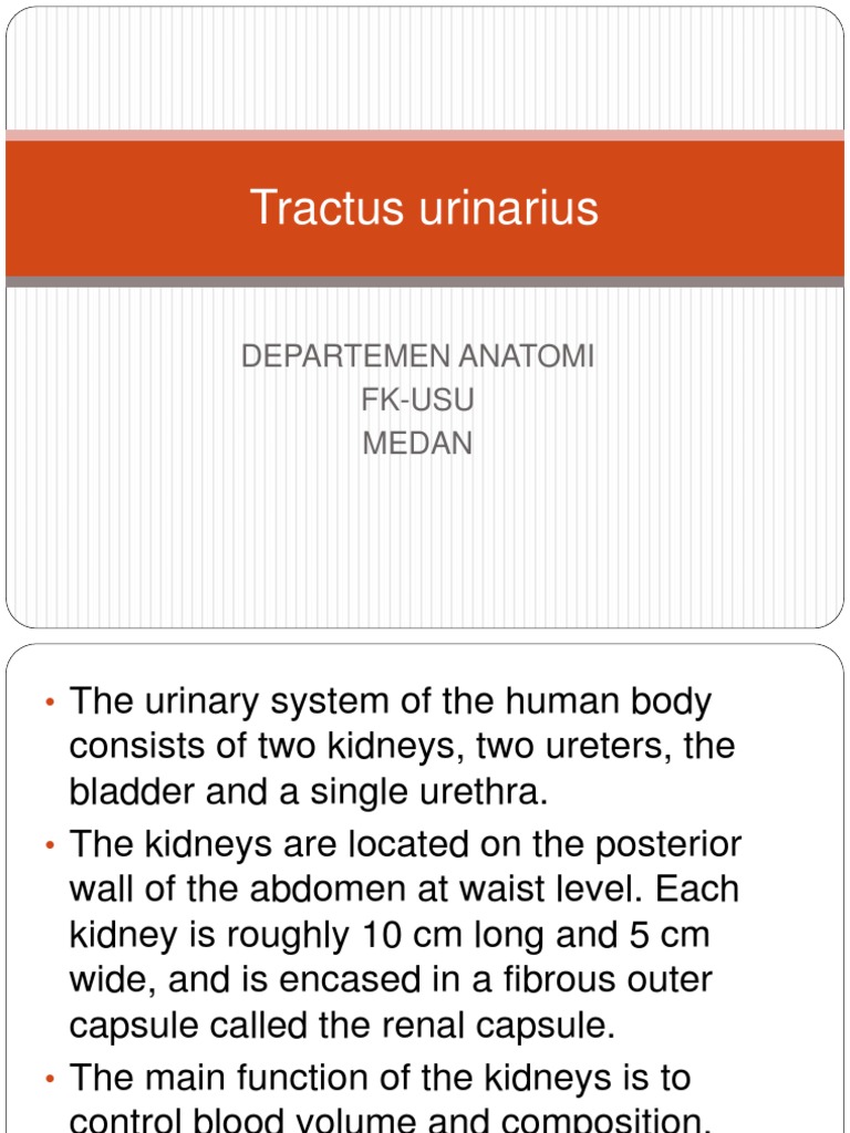 Anatomy of the Urinary Tract | PDF | Urinary Bladder | Kidney