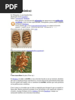 Base Foliar y Estípulas 2 2 | PDF | Hoja | Morfología Vegetal