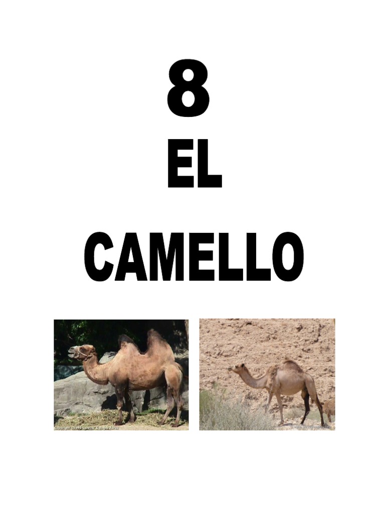 Leccion 8 CAMELLO | PDF | Leche | Isaias