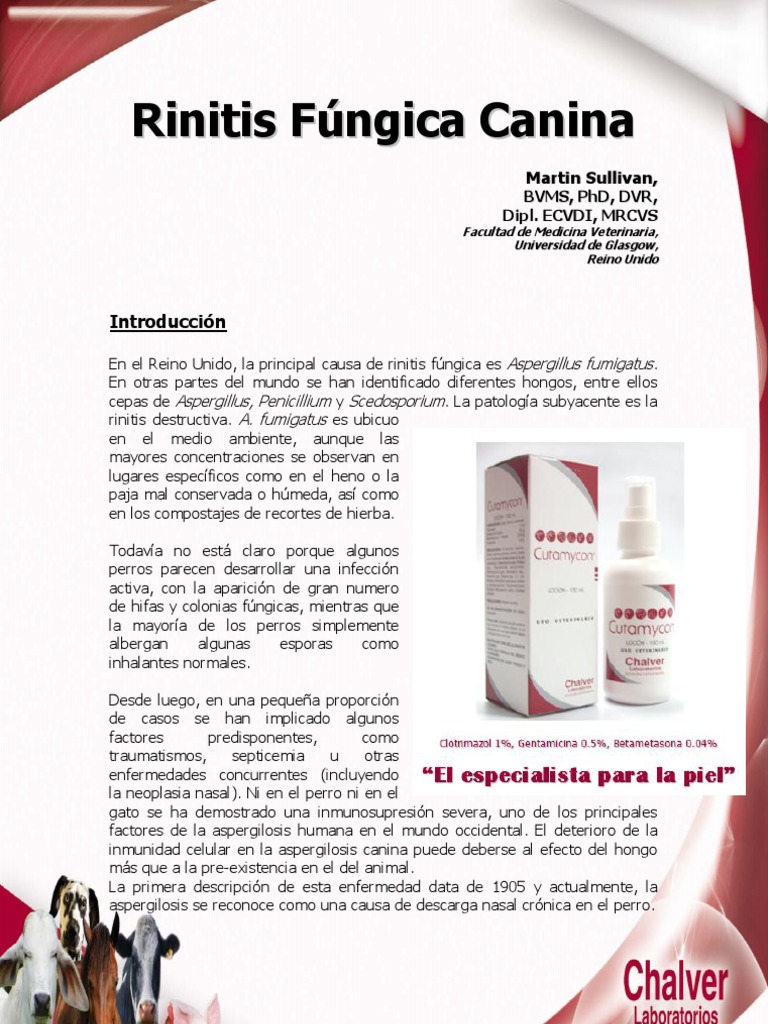 Rinitis Fungica Canina | PDF | Imagenes medicas | Ct Scan